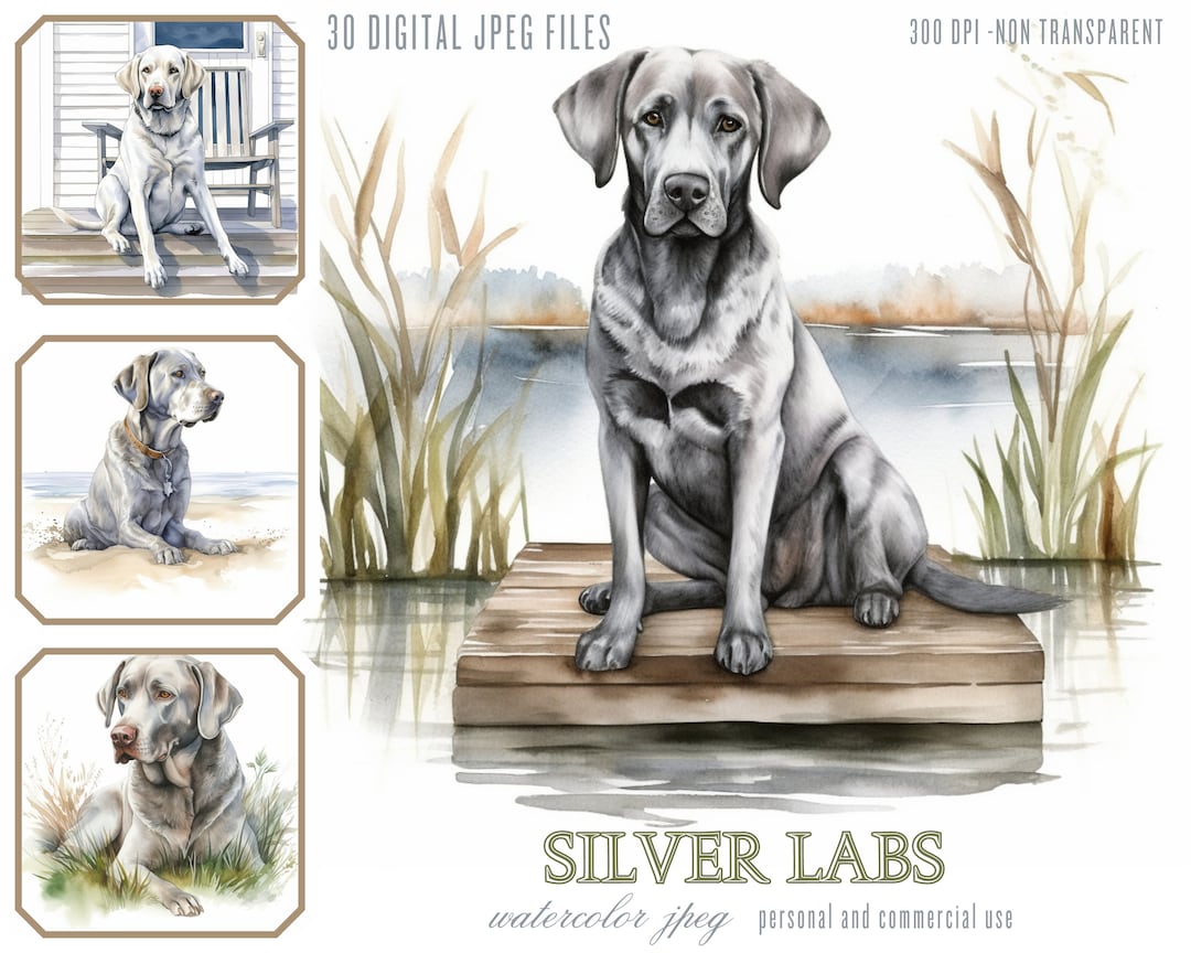Silver Labrador Retriever on a Deck Illustration Bundle, JPG Files for ...