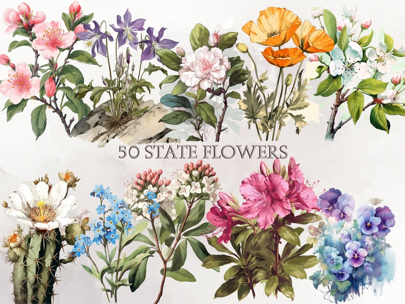State Flowers Clipart PNG Wildflowers Clip Art Flowers Bundle - Etsy