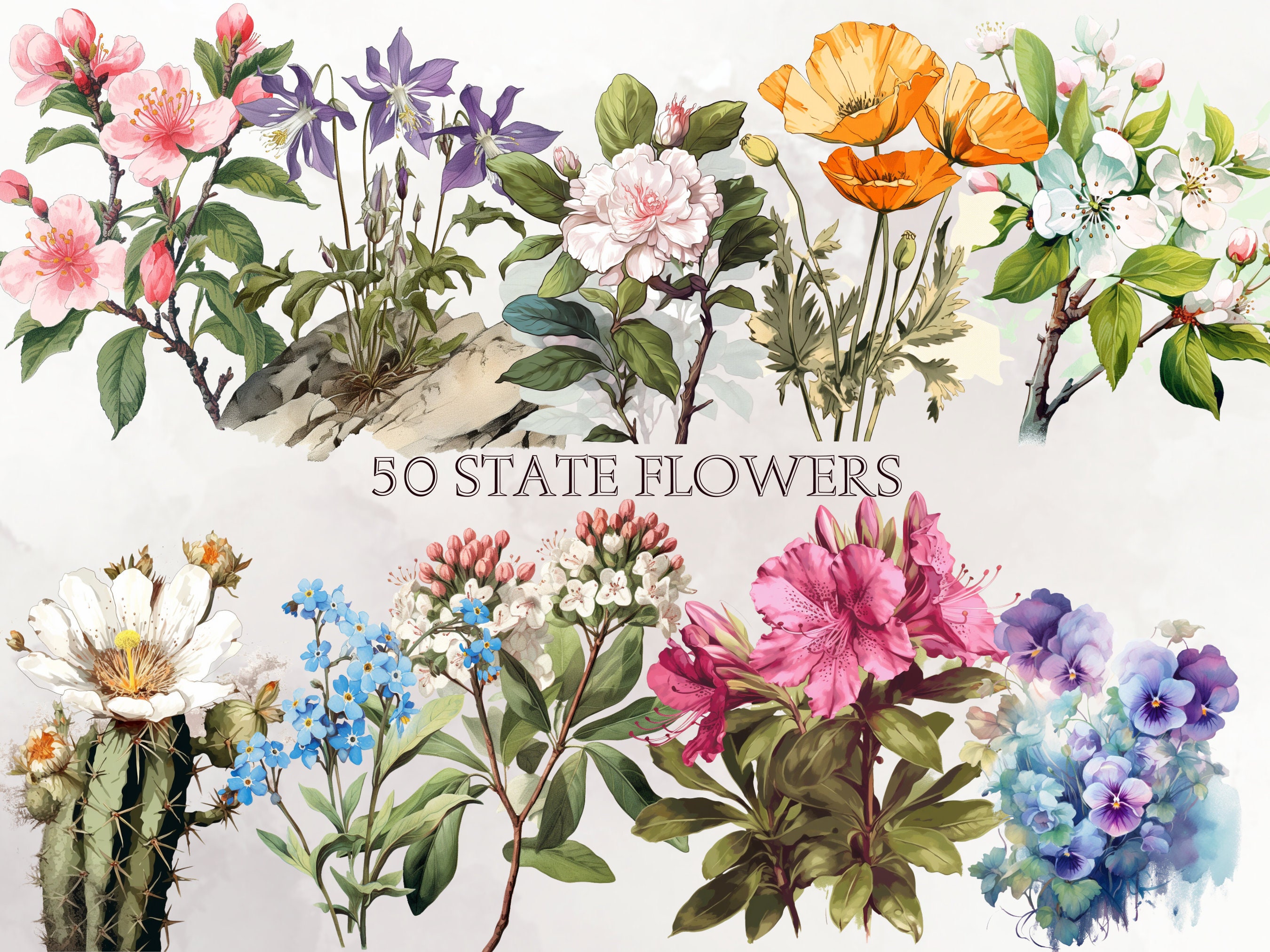 State Flowers Clipart PNG Wildflowers Clip Art Flowers Bundle - Etsy