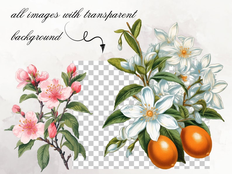 State Flowers Clipart PNG Wildflowers Clip Art Flowers Bundle - Etsy