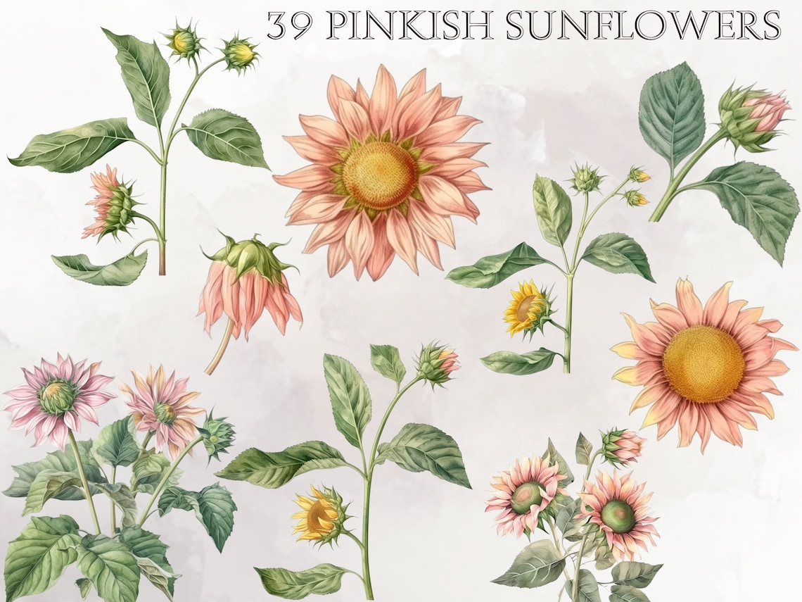 Pink Sunflowers PNG Clipart Files Watercolor Fall Floral - Etsy