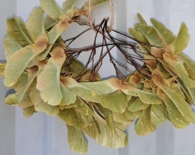 Dried Maple Seeds Maple Tree Helicopter Dried Maple Wings - Etsy