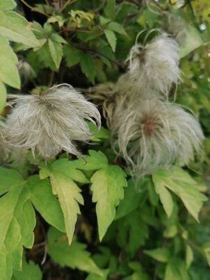 Dried Fluffy Clematis Seed Heads for Crafts - Etsy