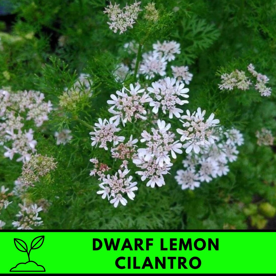 40 Seeds for Planting & Gardening Dwarf Lemon Cilantro. Grow - Etsy
