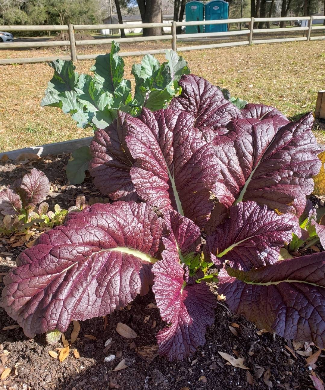 Red Giant Mustard Ornamental