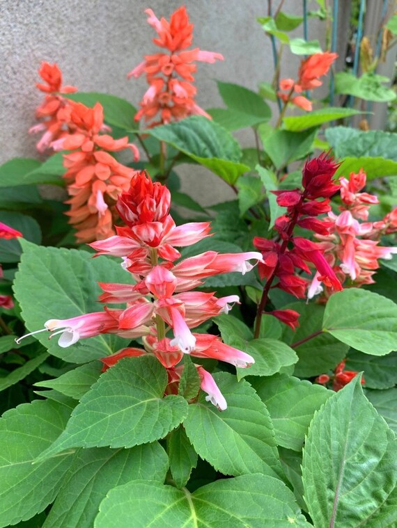 Salvia Splendens Vista Mix