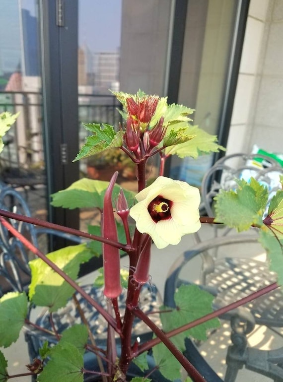 Okra Plant In Pot