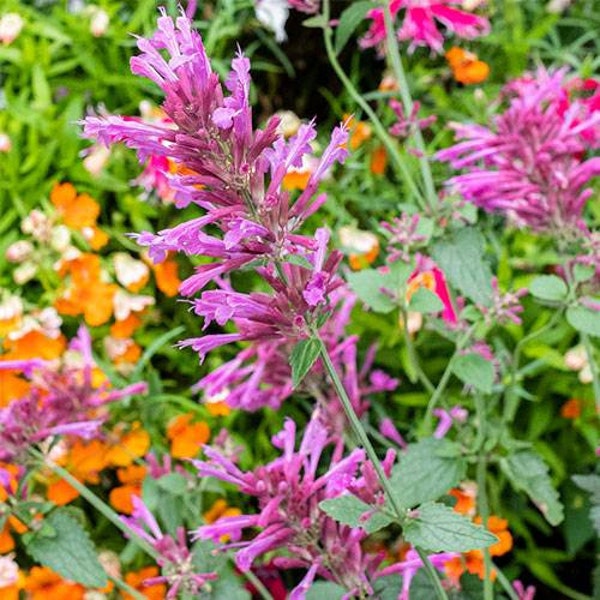 Hummingbird Mint Seeds - Etsy