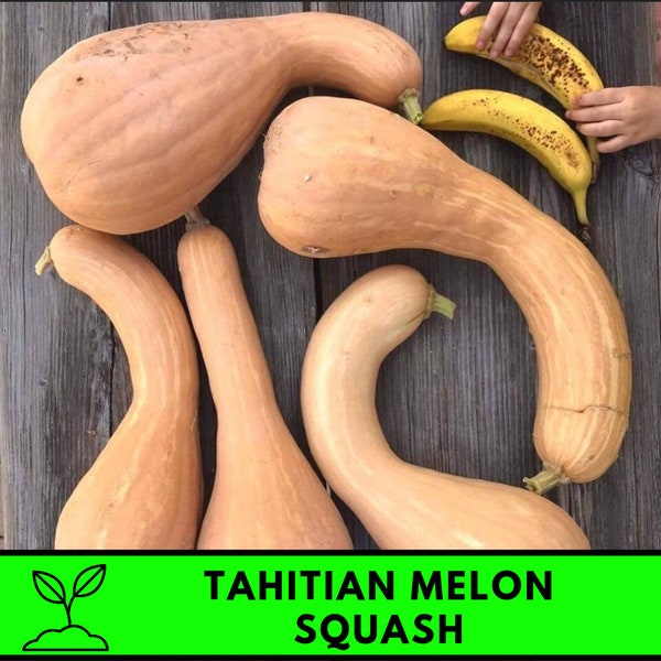 Tahitian Melon Squash - Etsy