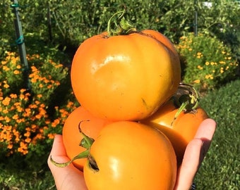 Dads Sunset Tomato - Etsy