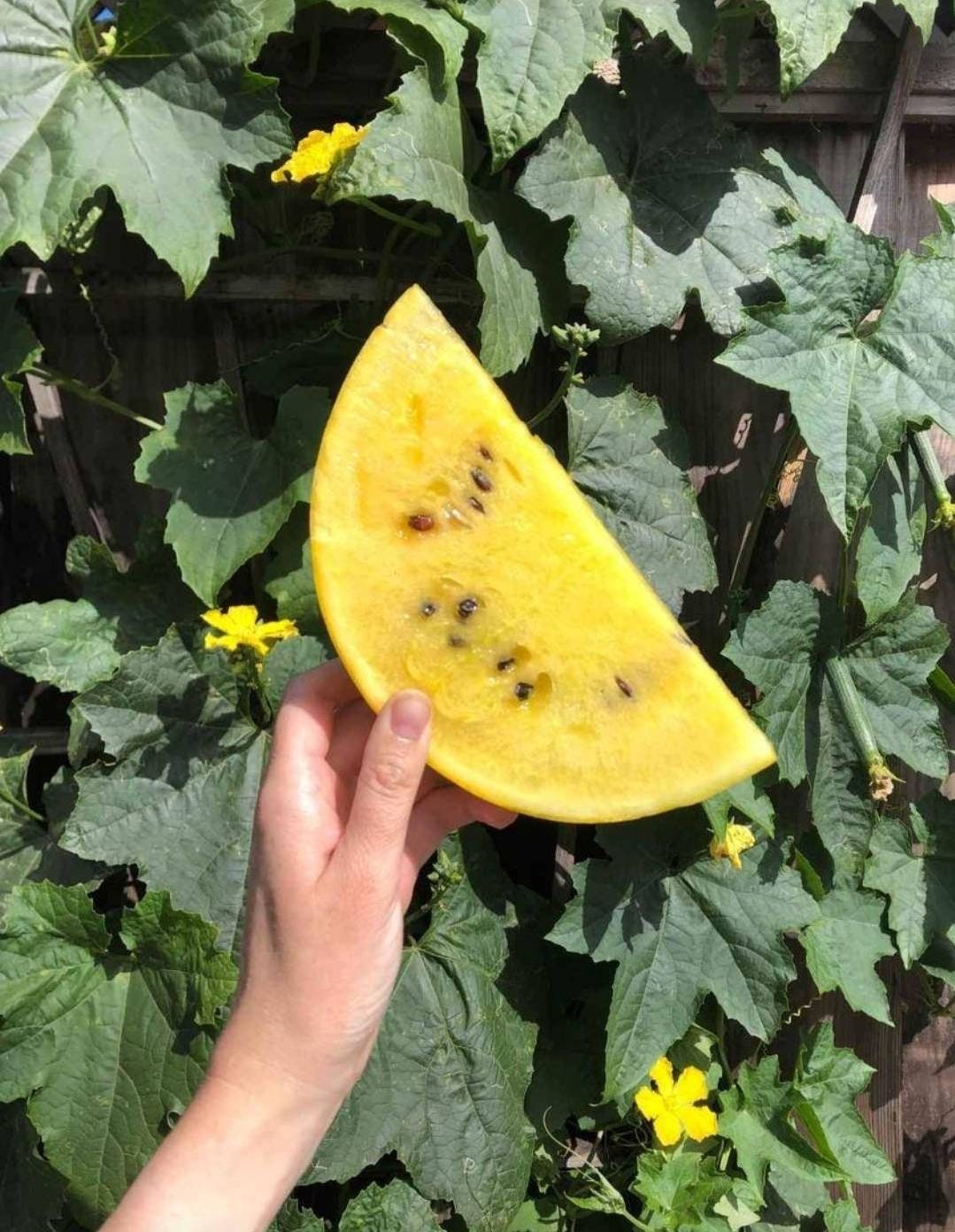 10 Seeds for Planting & Gardening Lemon Drop Watermelon. Grow - Etsy