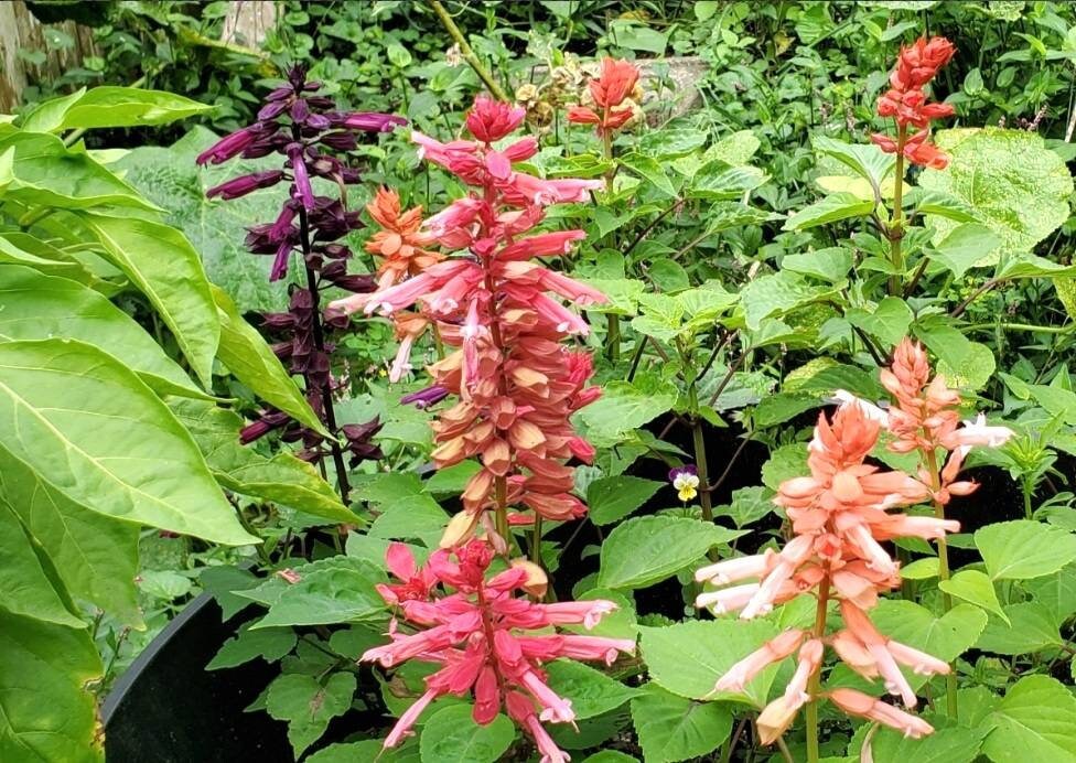 Salvia Splendens Vista Mix