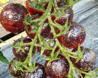 Heirloom Strawberry Seeds - Etsy