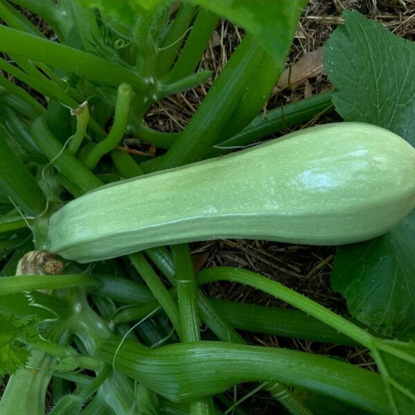 Long White Zucchini Seeds - Etsy
