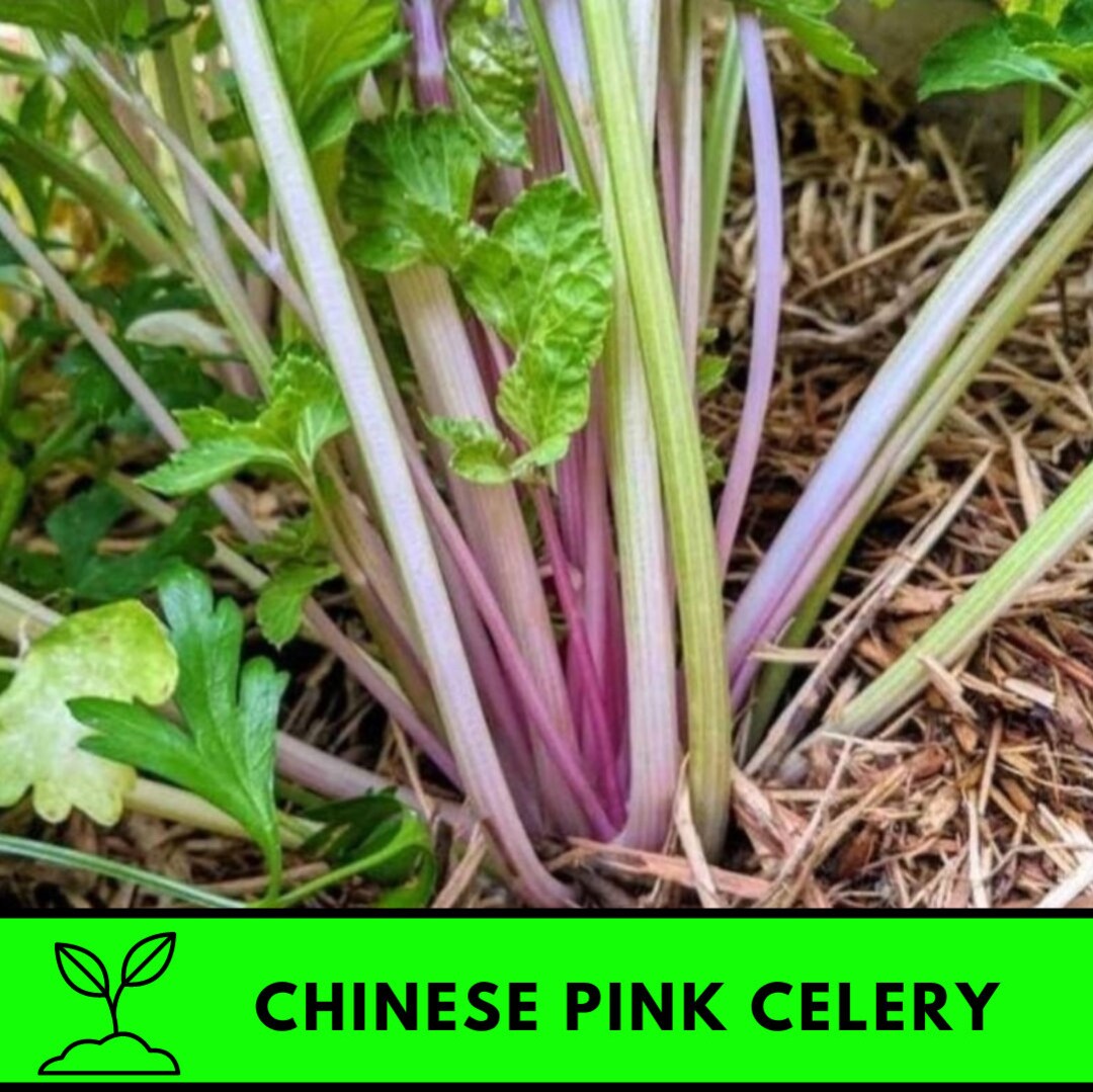 200 Seeds for Planting & Gardening Chinese Pink Celery. Grow - Etsy