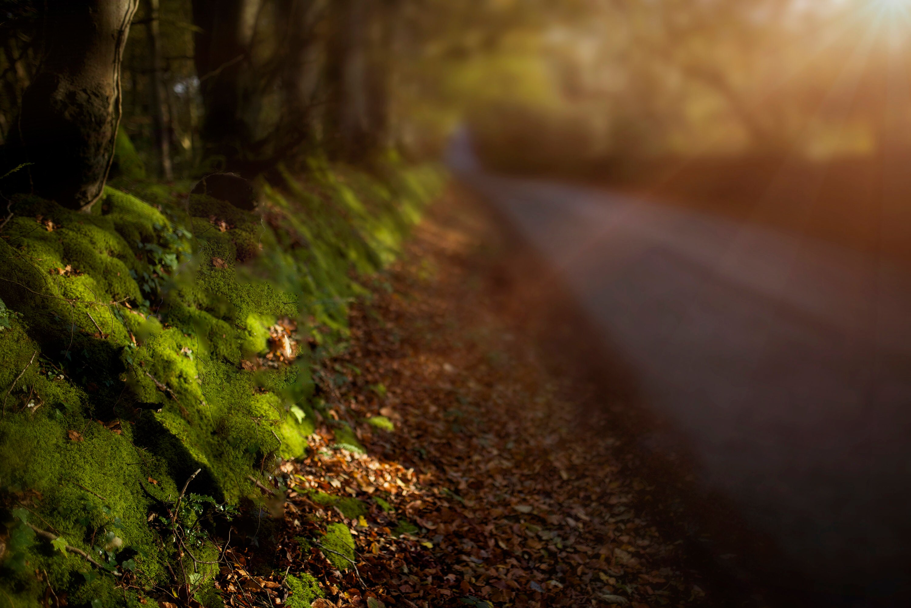 Enchanted Forest Digital Background With Autumn Path for Photographers ...