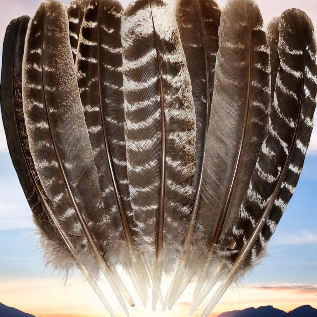 Turkey Feathers • Smudging Feathers • Natural Turkey Feathers • Organic ...