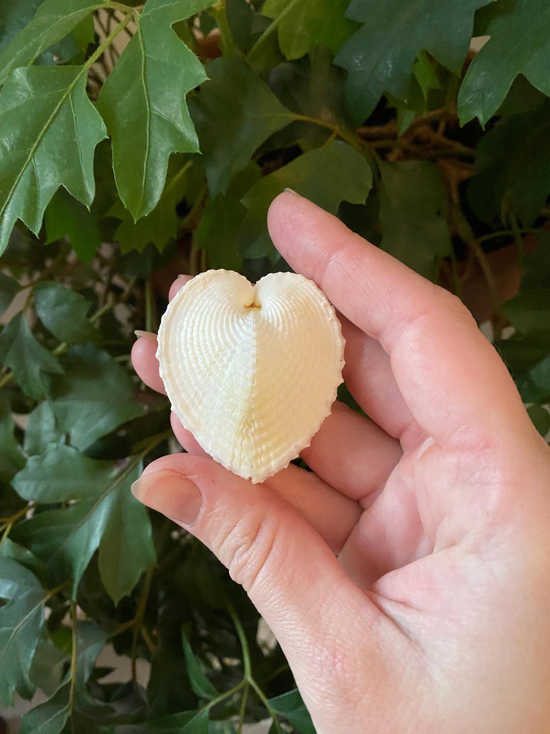 Seashell, Heart of Venus, Aphrodite - Etsy
