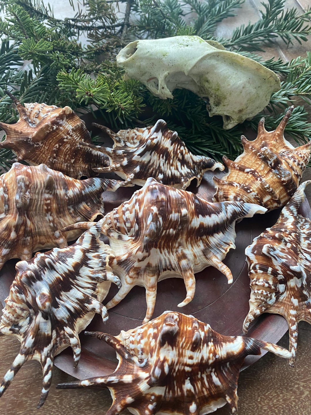 Seashell, Protection, Seashell Altar, Seashell Protection, Aphrodite ...