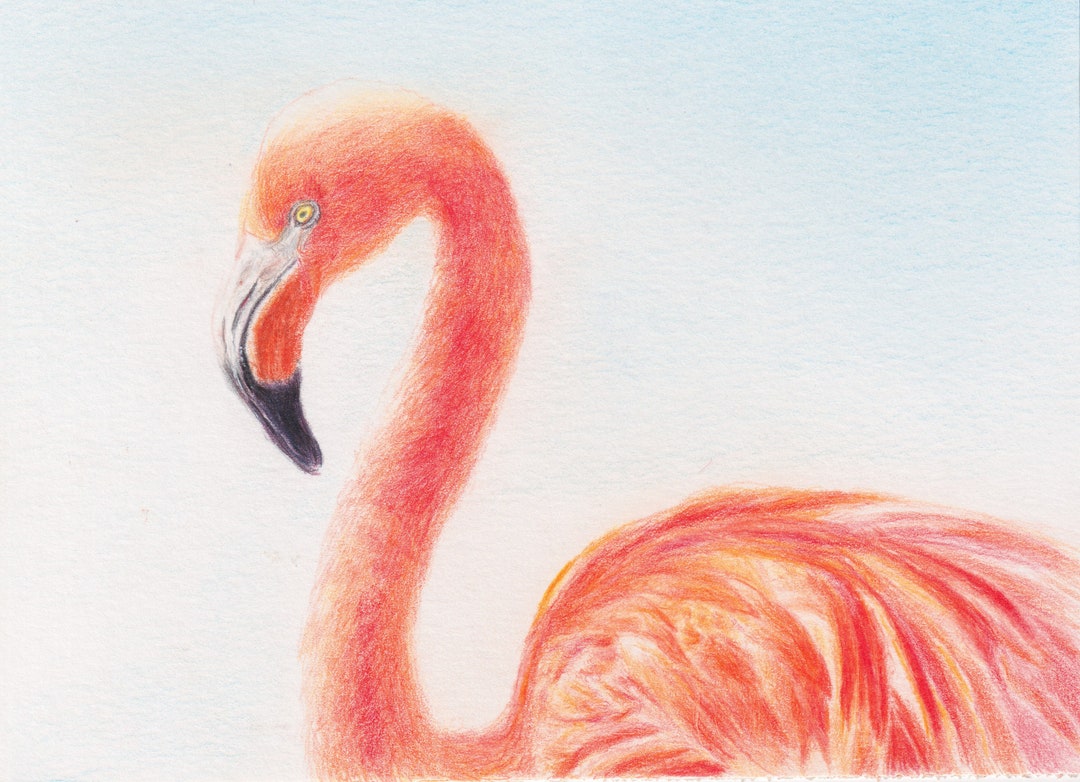Flamingo, Colored Pencil, Drawing, Illustration, Bird Art, Bird Lover ...