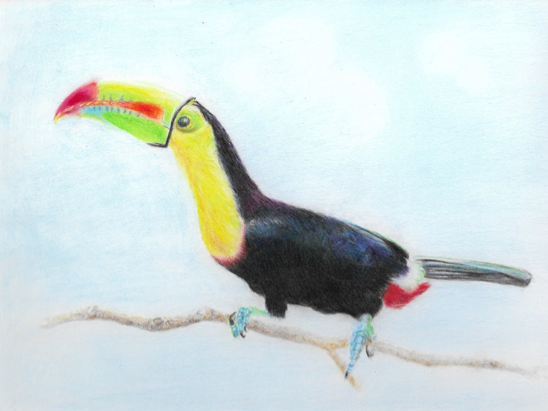 Colored Pencil Drawing of a Toucan, Original Drawing, Colored Pencil ...