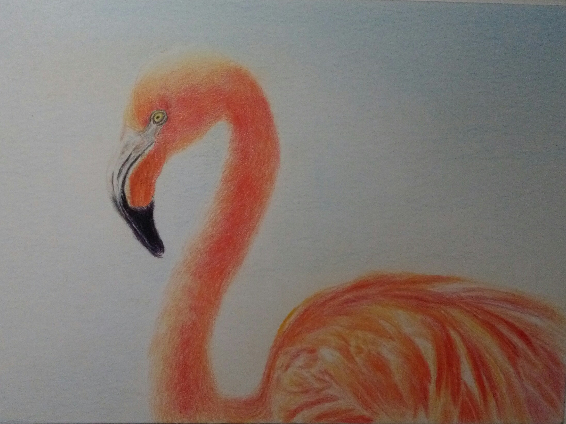 Flamingo Colored Pencil Drawing Illustration Bird Art - Etsy