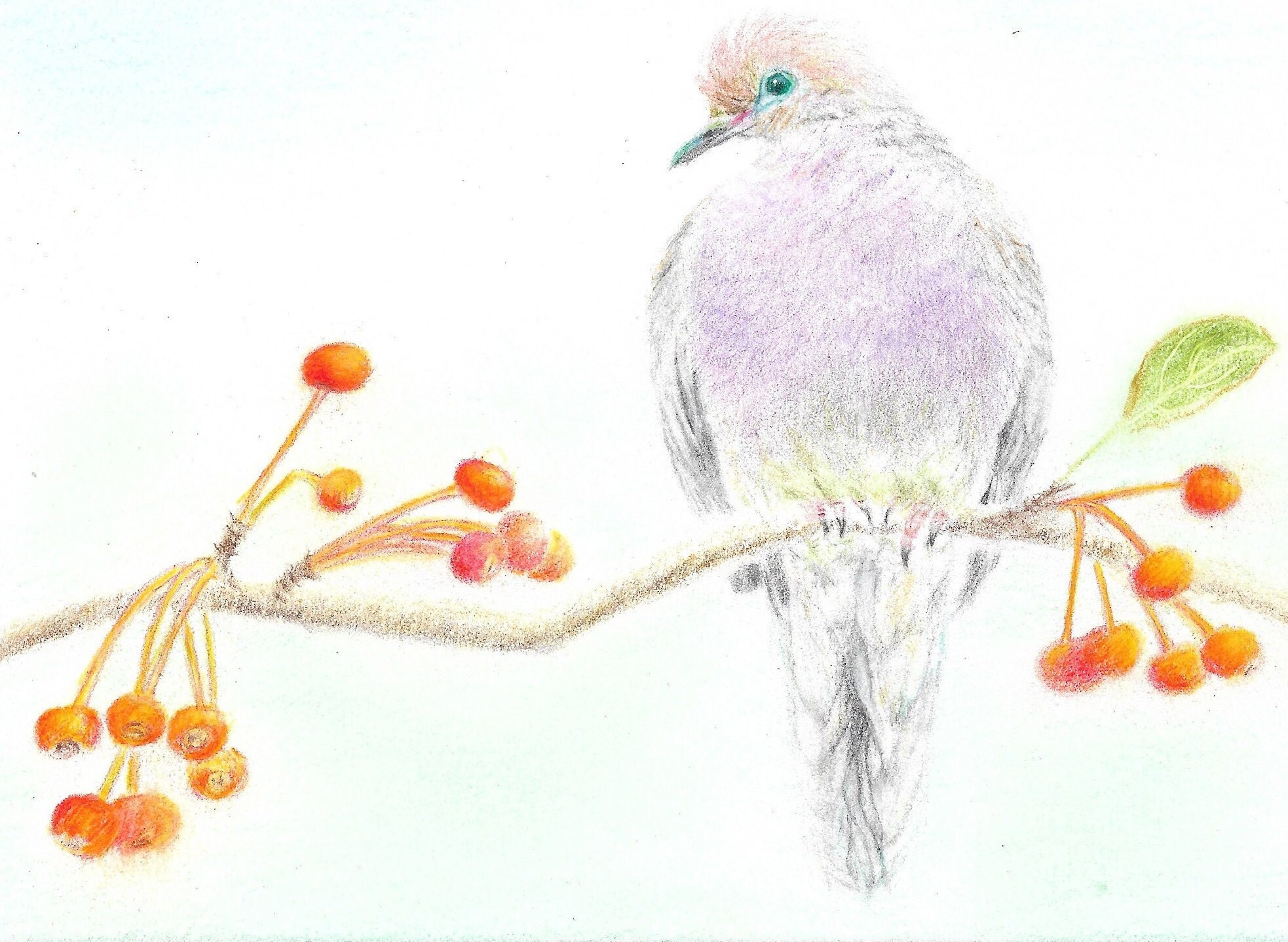 Dove Drawings In Pencil