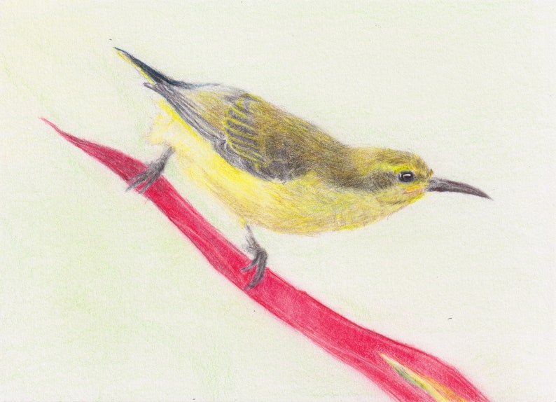 Original Colored Pencil Drawing, Bird Art, Wall Decor, Drawing of a ...