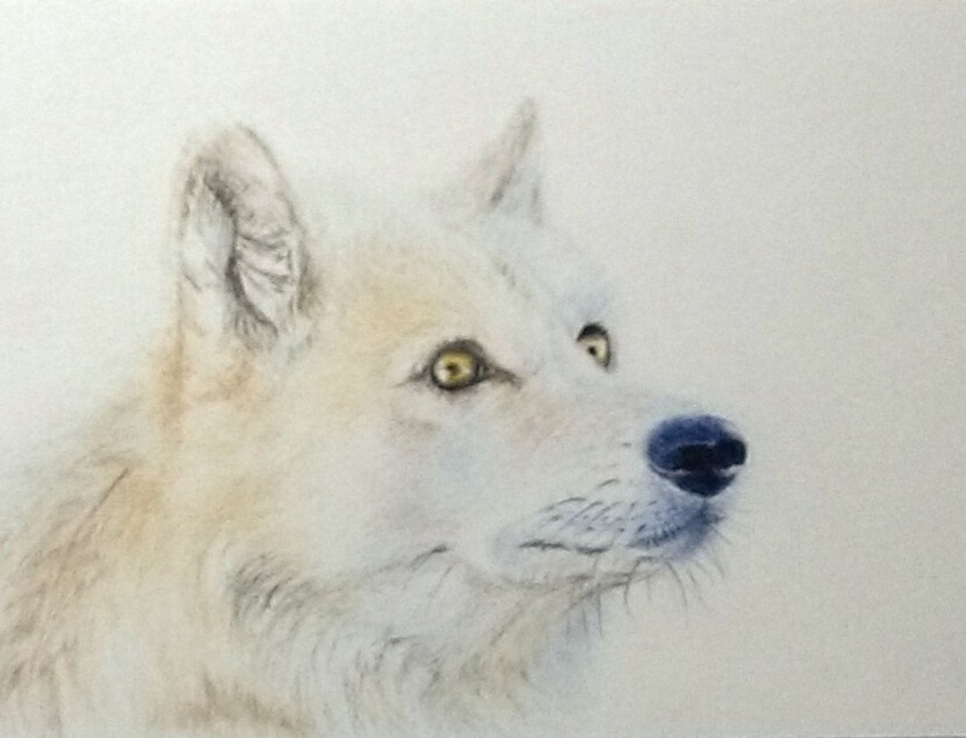 Wolf Drawing, Painting, Colored Pencil, White Wolf, Animal Art - Etsy