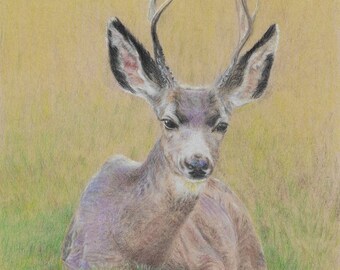 Original Colored Pencil Drawing of a Fallow Deer - Etsy