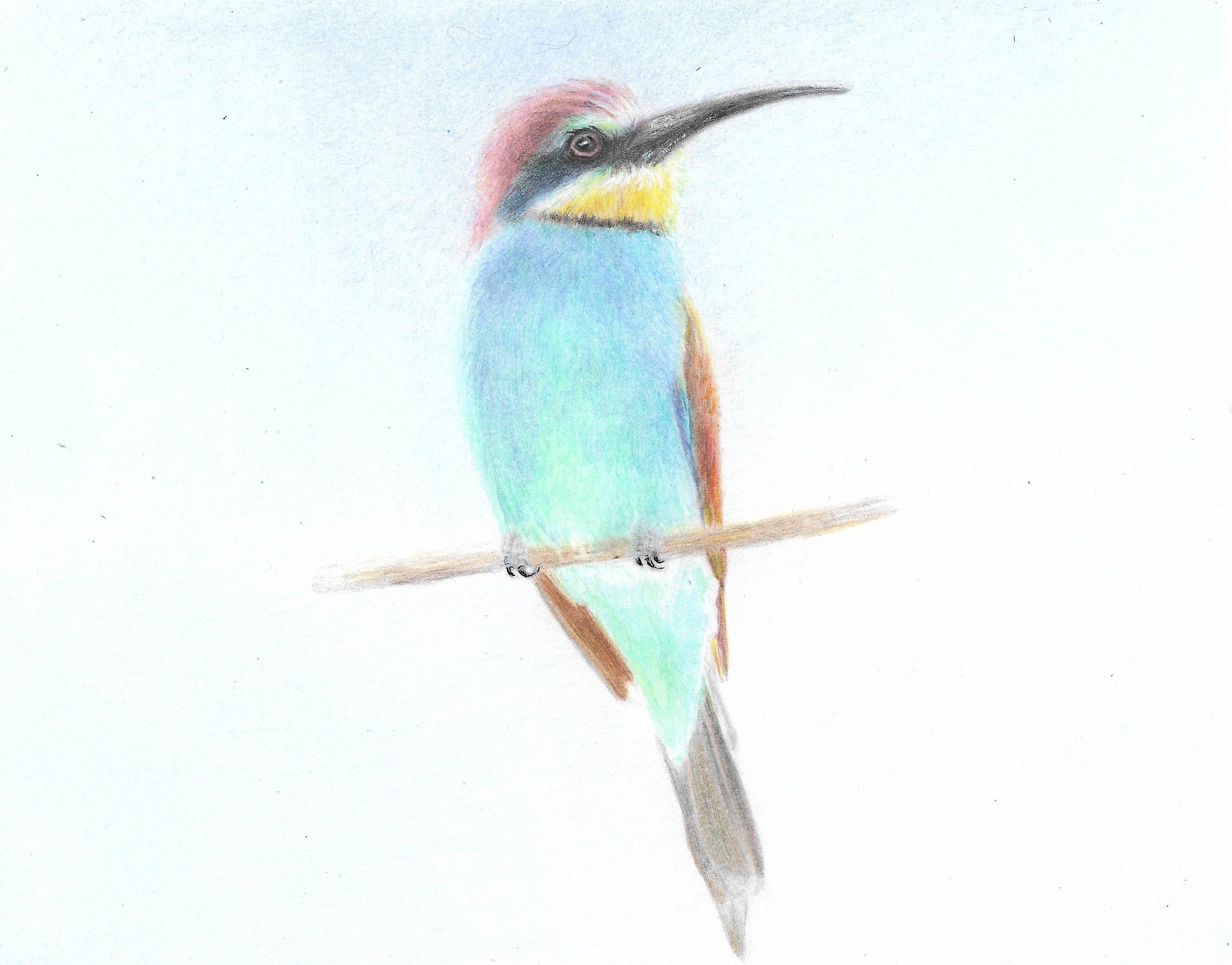Colored Pencil Drawing of a Bee-eater, Bee-eater Drawing, Colored Bee ...