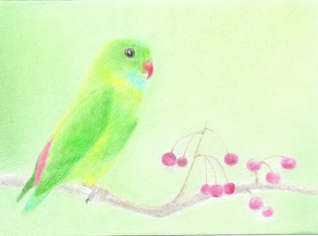 Colored Pencil Drawing of an Indian Ringneck Parrot - Etsy