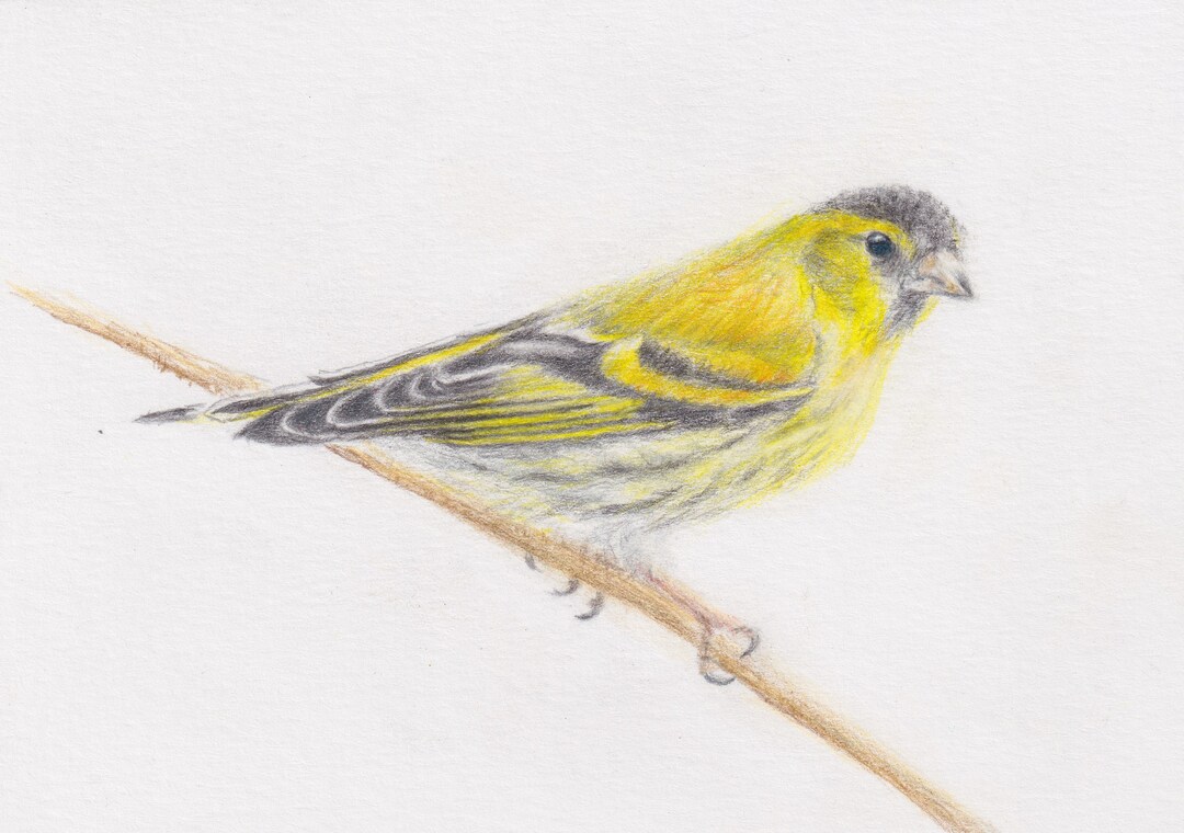 Small Original Realistic Painting of a Siskin Bird Done in Colored ...