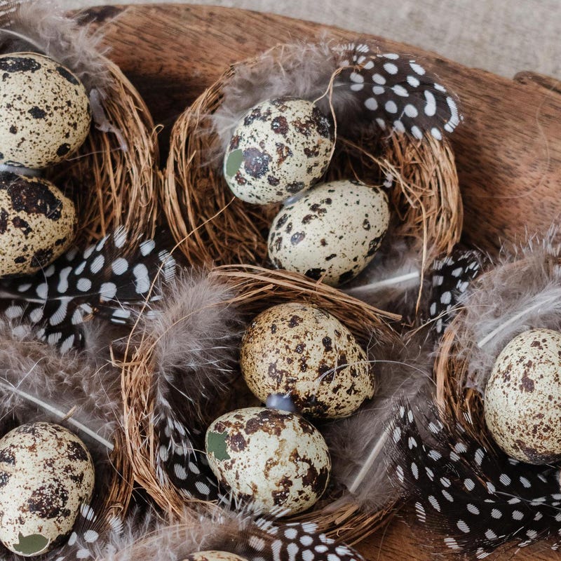 Decorative Bird Eggs - Etsy