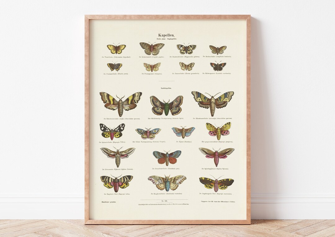 Vintage Butterflies Collection Poster,botanical Butterfly Samples ...