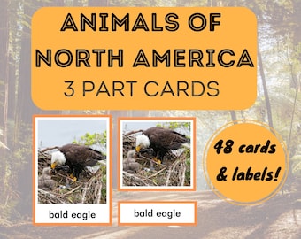 Animals of North America 3-part Cards - Etsy