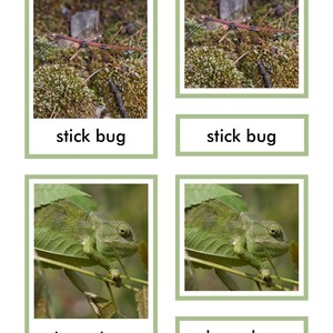 Animal Camouflage 3 Part Vocab Cards | Montessori Language Activity ...