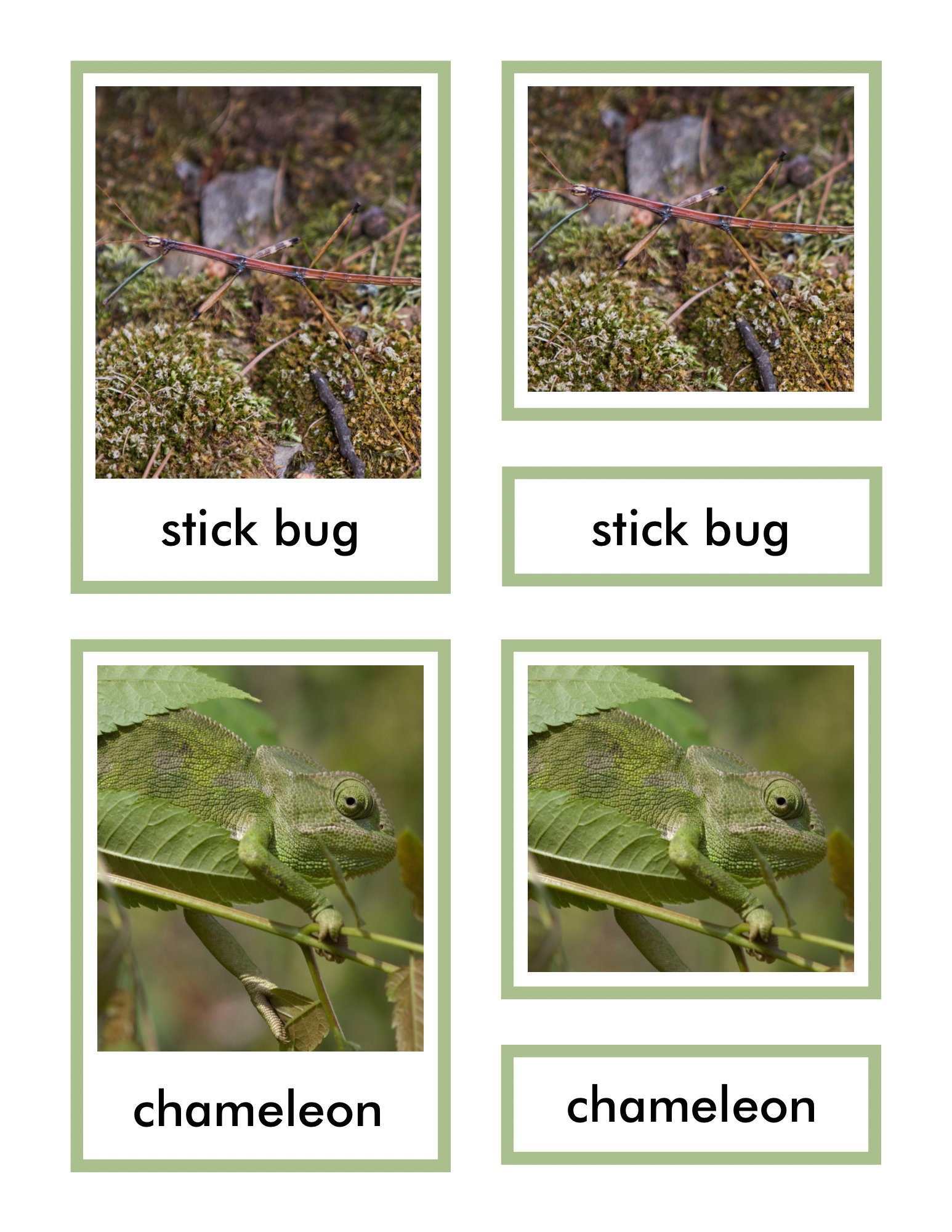 Animal Camouflage 3 Part Vocab Cards | Montessori Language Activity ...