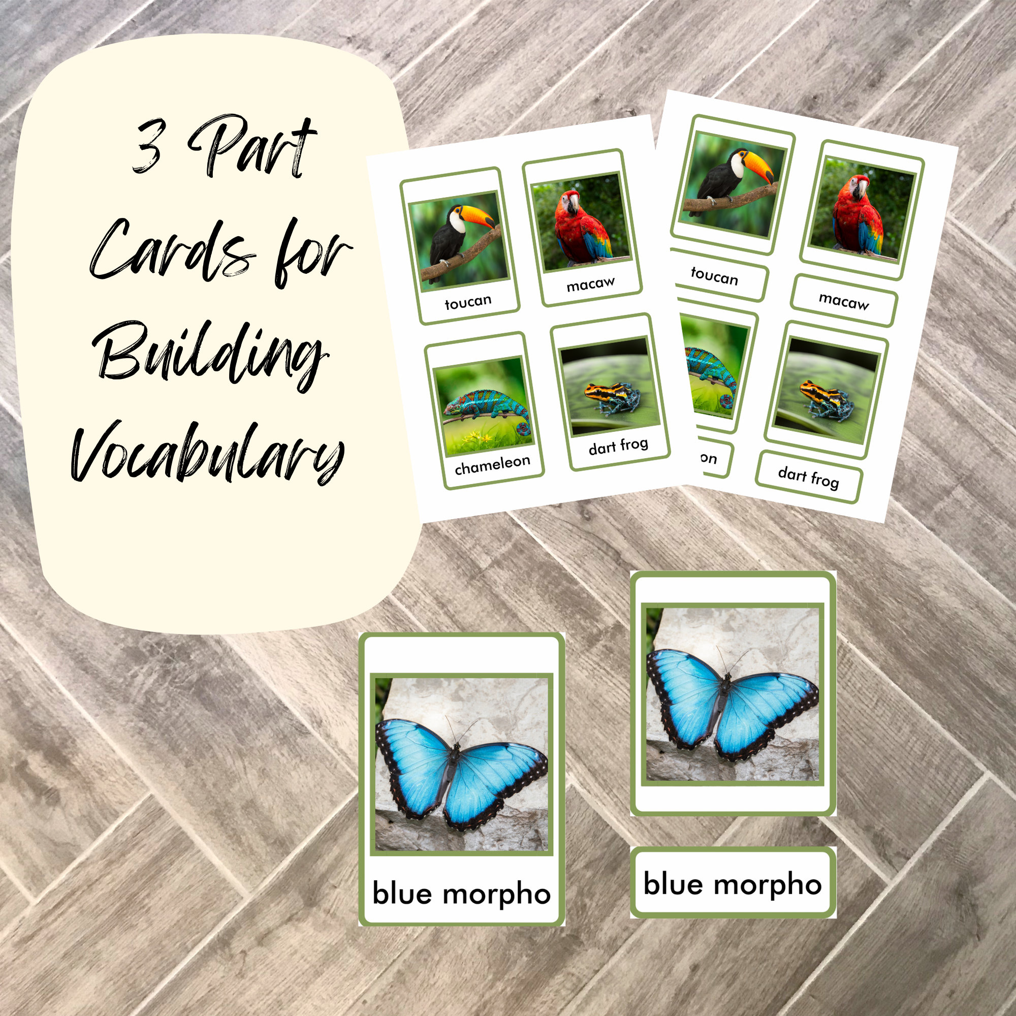 Rain Forest Animals 3 Part Cards Animals of South America Vocabulary ...