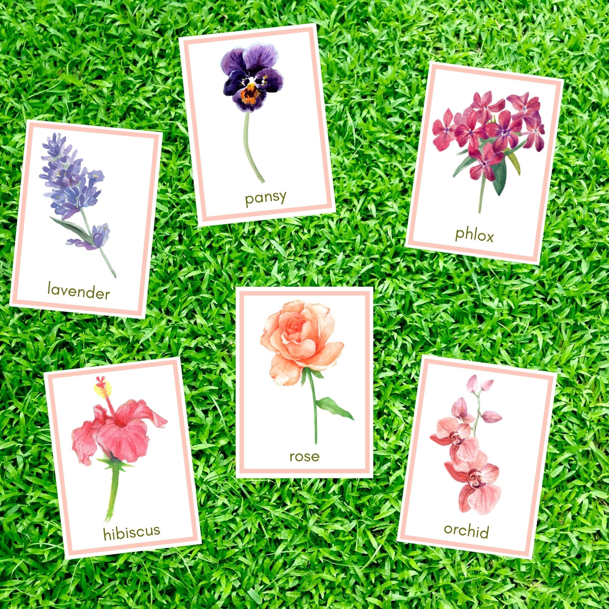 Watercolor Flower Flashcards | Flower Cards | Plant Identification ...