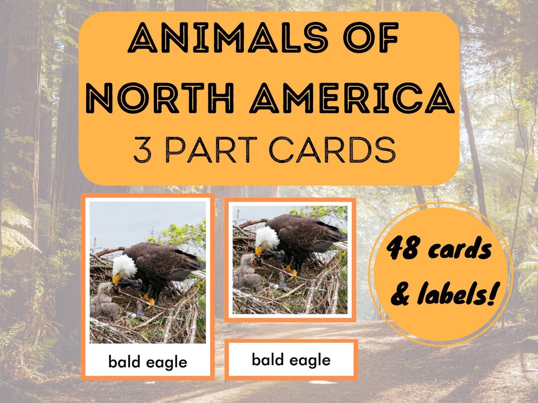 Animals of North America 3 Part Cards | Montessori Geography | Social ...