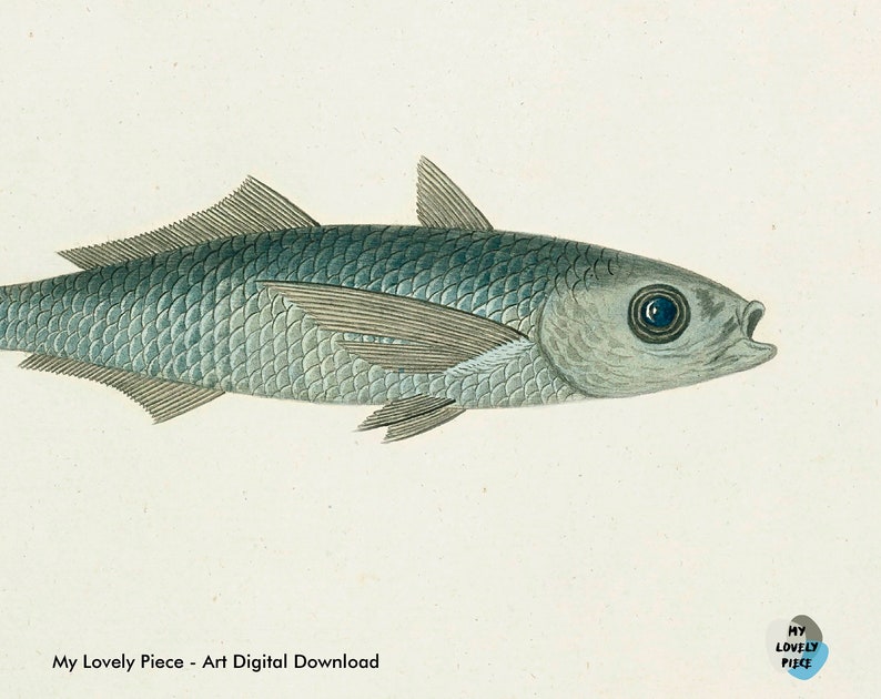Fish Species Scientific Drawing Print File Three Fishes at Scale ...