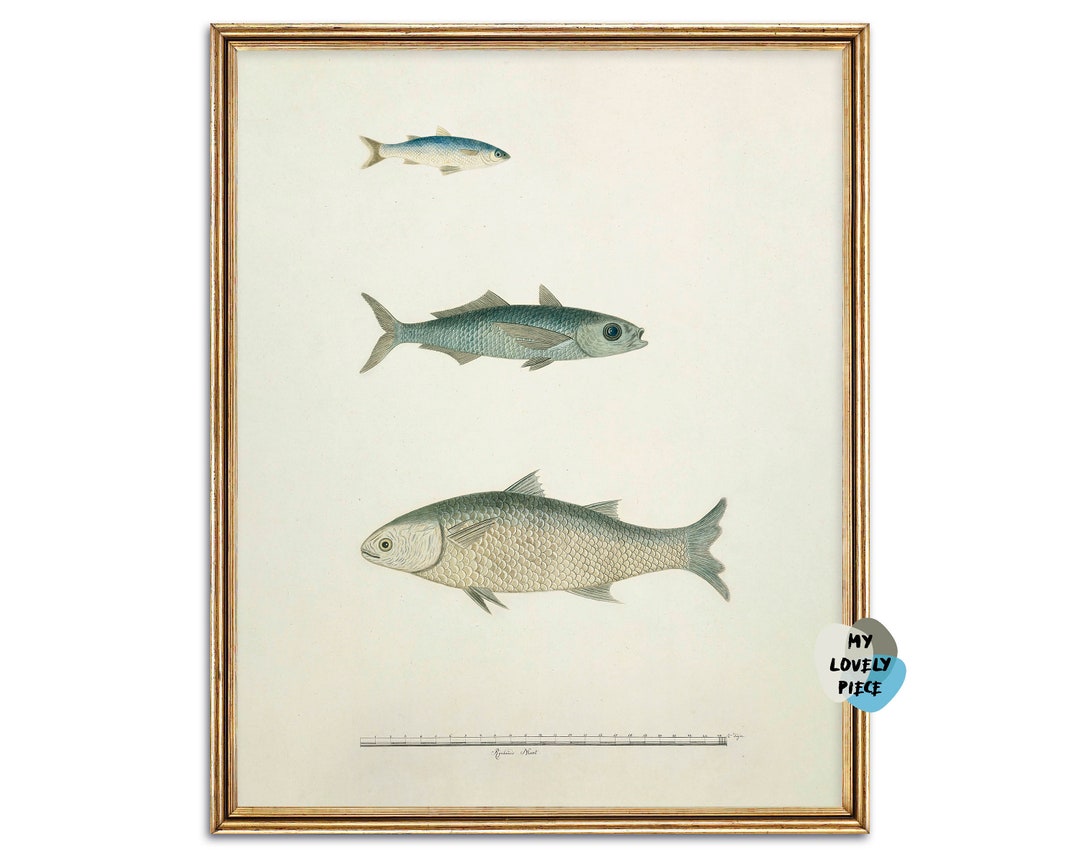 Fish Species Scientific Drawing Print File Three Fishes at Scale ...
