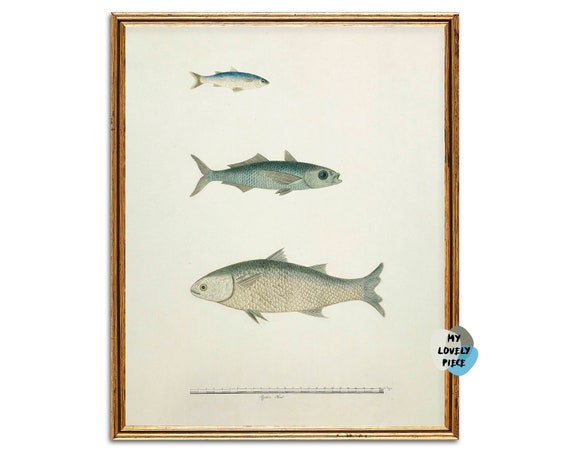 Fish Species Scientific Drawing Print File Three Fishes at | Etsy