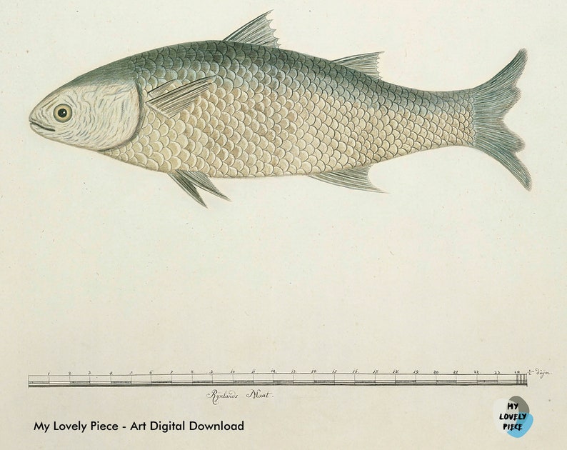 Fish Species Scientific Drawing Print File Three Fishes at Scale ...