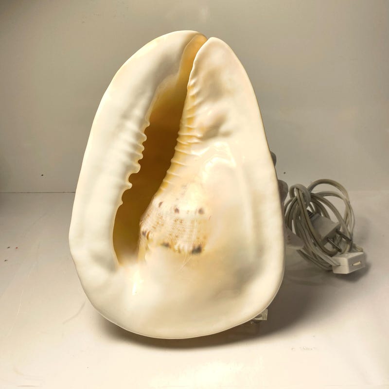 Conch Shell Lamp - Etsy