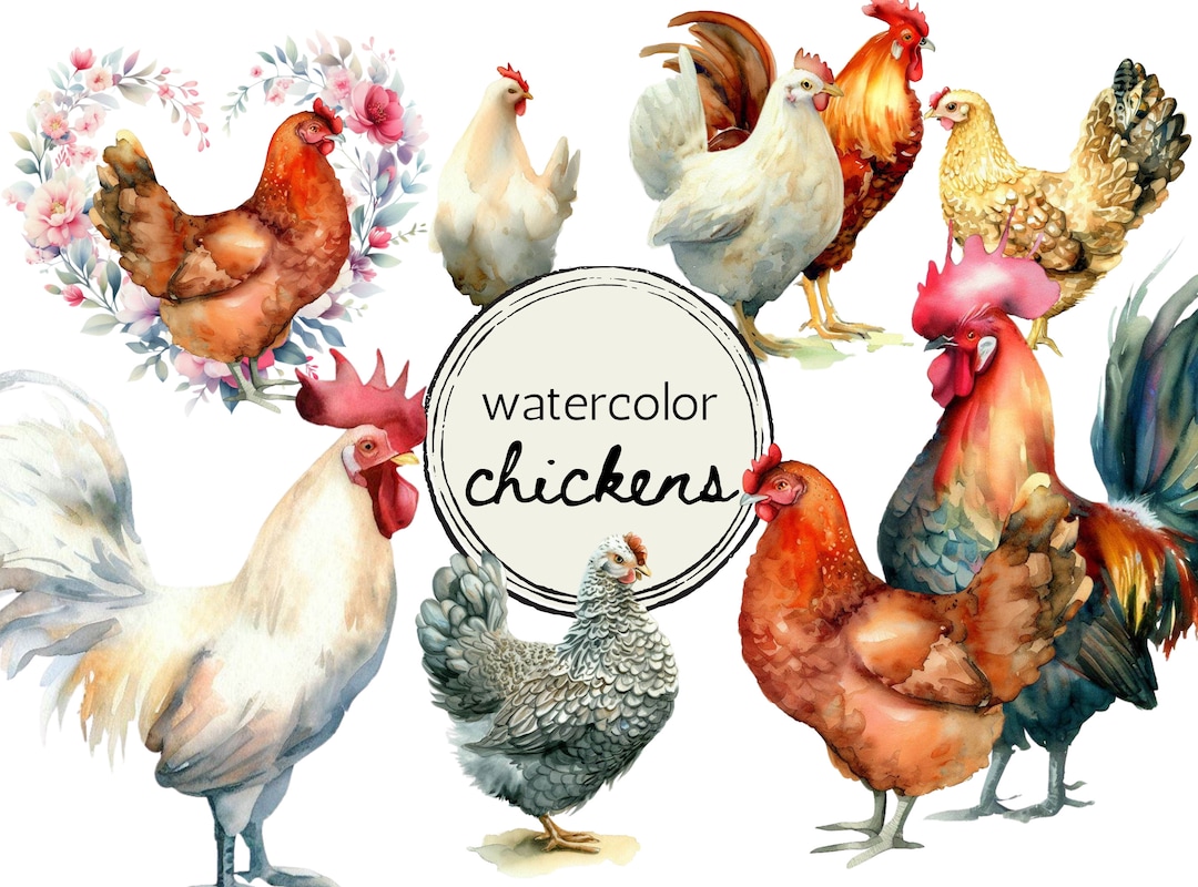 Watercolor Chicken Clipart Bundle: Farm Animal PNG Set - Etsy