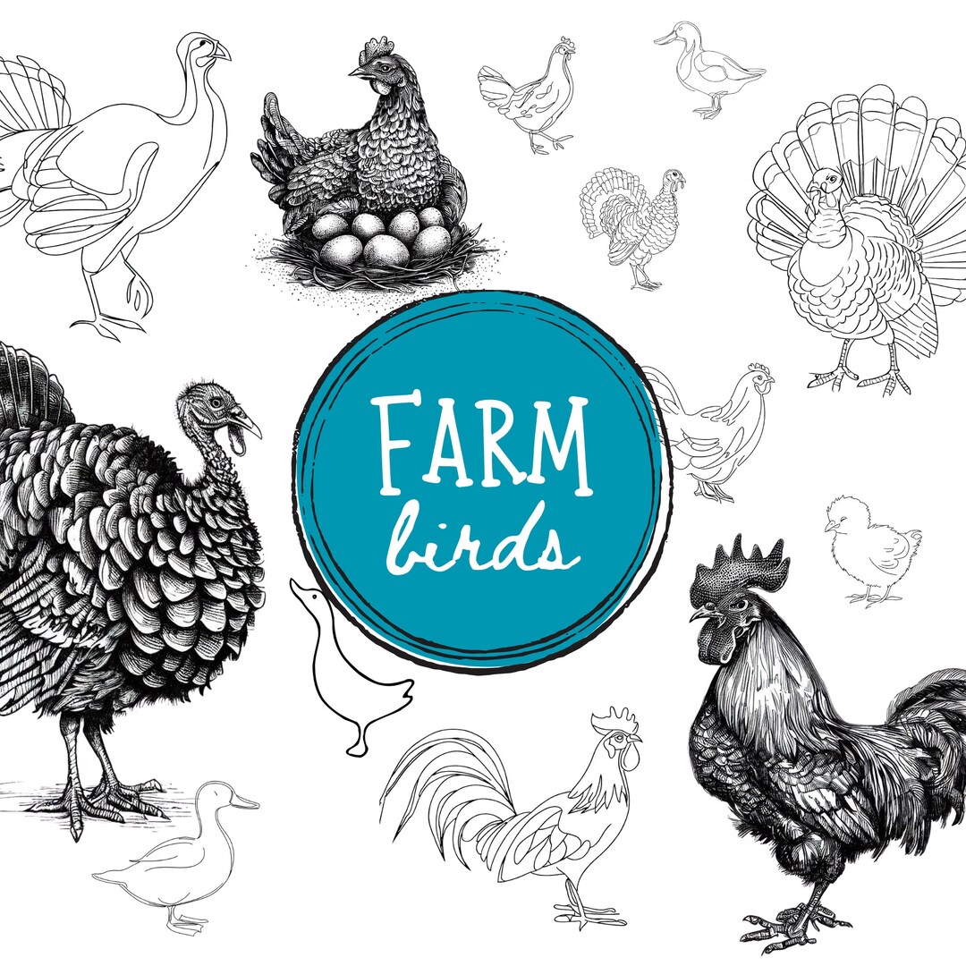 Commercial Use Bird Art, Chicken Clipart, Farm Bird Clipart Pngs - Etsy
