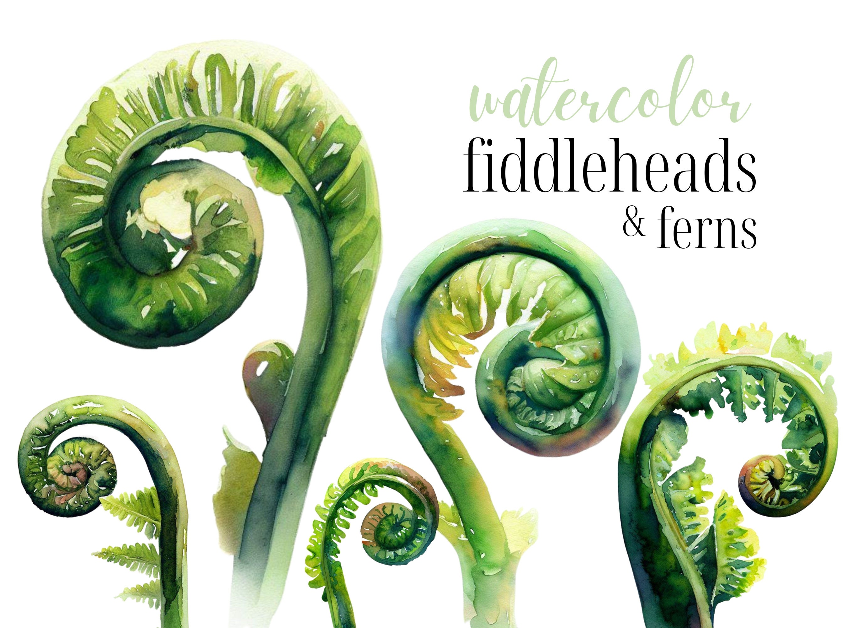 Fiddlehead Fern Clipart