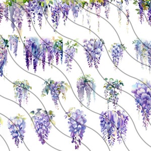 Commercial Use Flower Clipart, Watercolor Wisteria Clipart, Wisteria ...